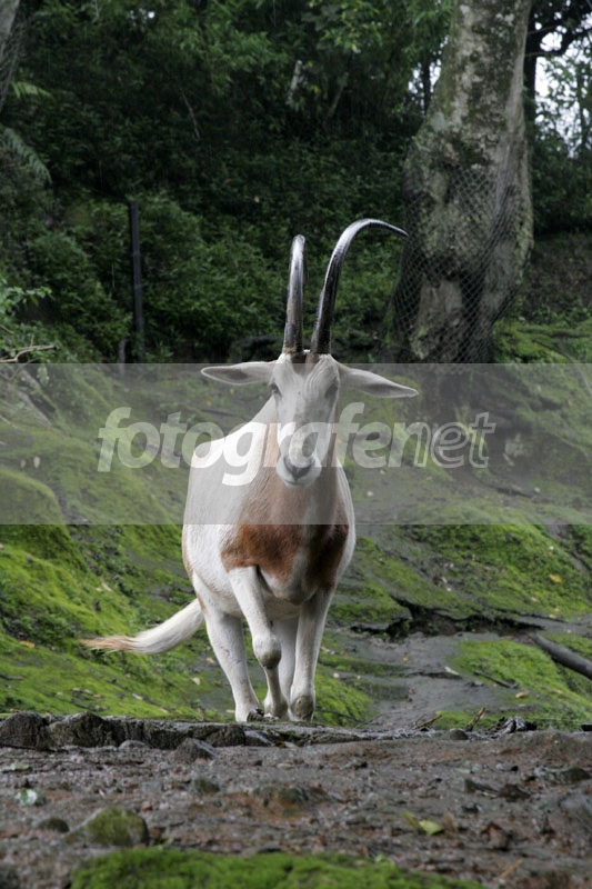 Fotografer.net - Galeri: Mountain Goat