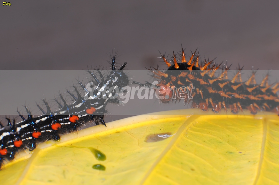 Fotografer.net - Galeri: Serupa tapi Tak Sama Fotografer.net - Galeri: Serupa tapi Tak Sama